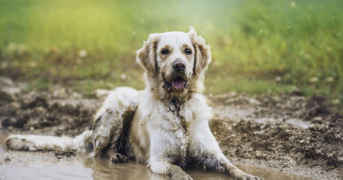 Dog jumped in the pond or rolled in the mud? Here is the ultimate guide ...